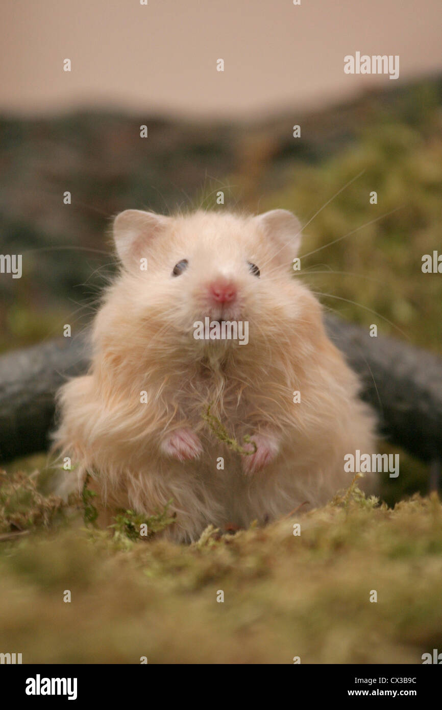 Golden hamster long hi-res stock photography and images - Alamy