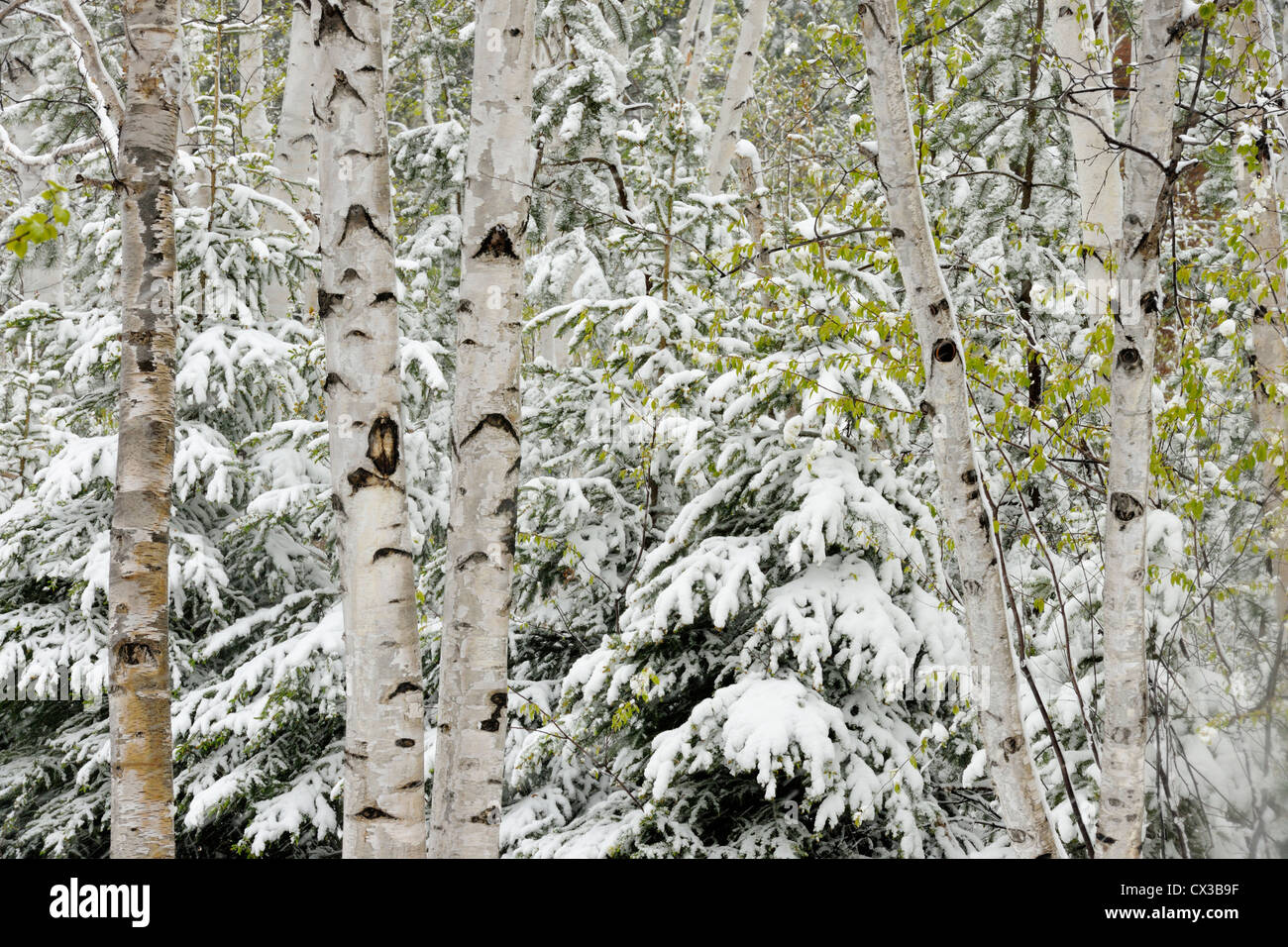Birch trees snow hi-res stock photography and images - Alamy