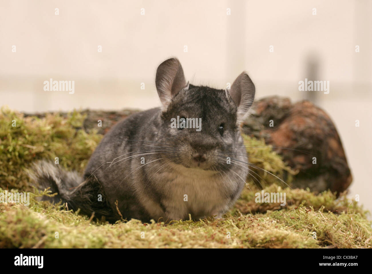 Chinchilla lanigera outside hi-res stock photography and images - Alamy