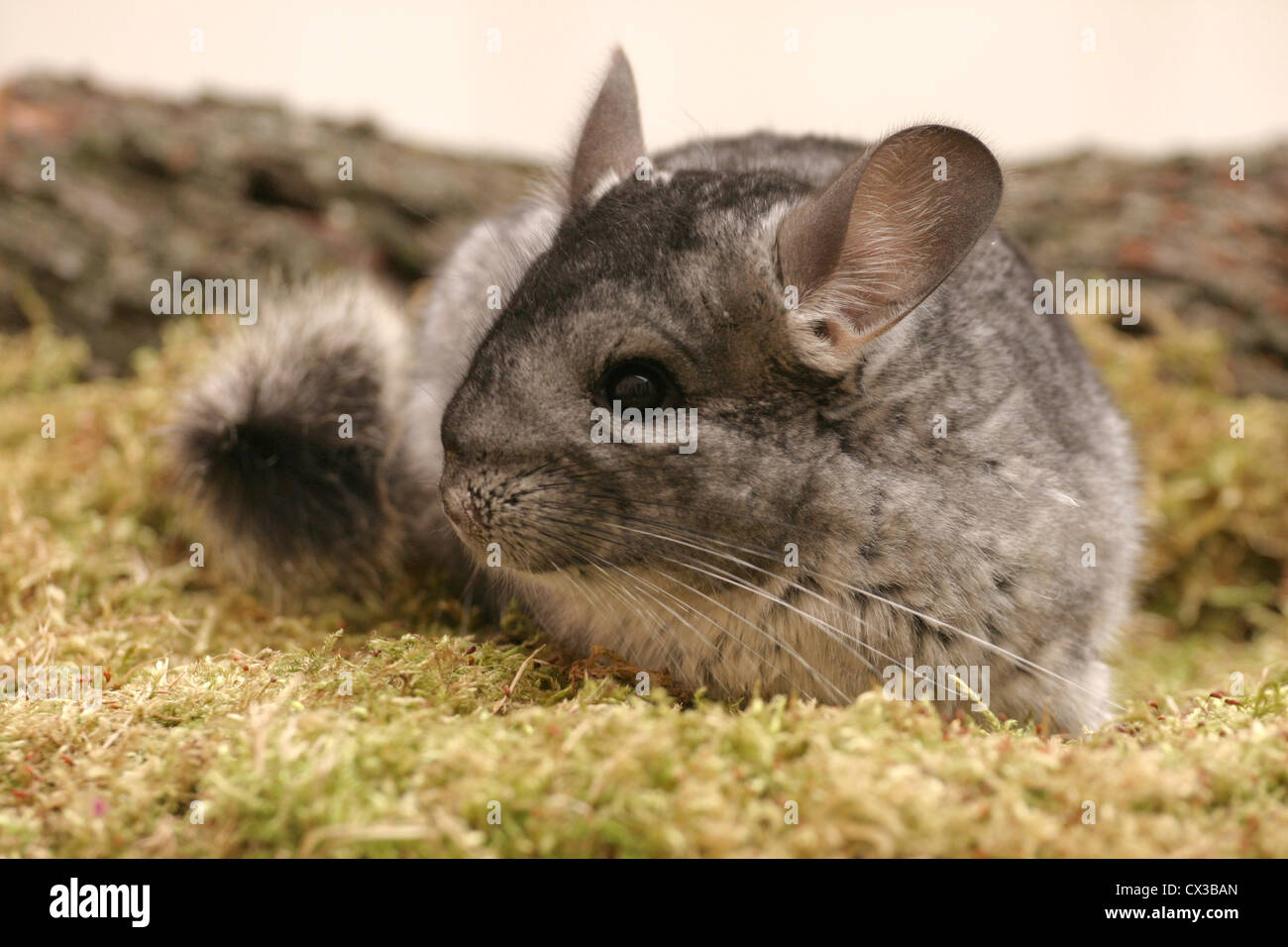 Chinchilla lanigera outside hi-res stock photography and images - Alamy