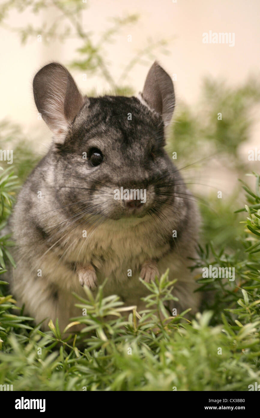 Chinchilla lanigera outside hi-res stock photography and images - Alamy