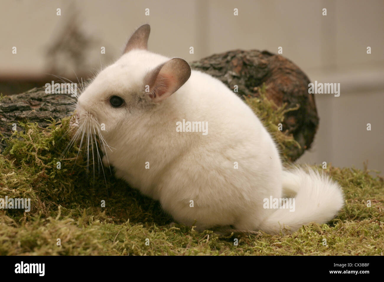 Chinchilla lanigera outside hi-res stock photography and images - Alamy