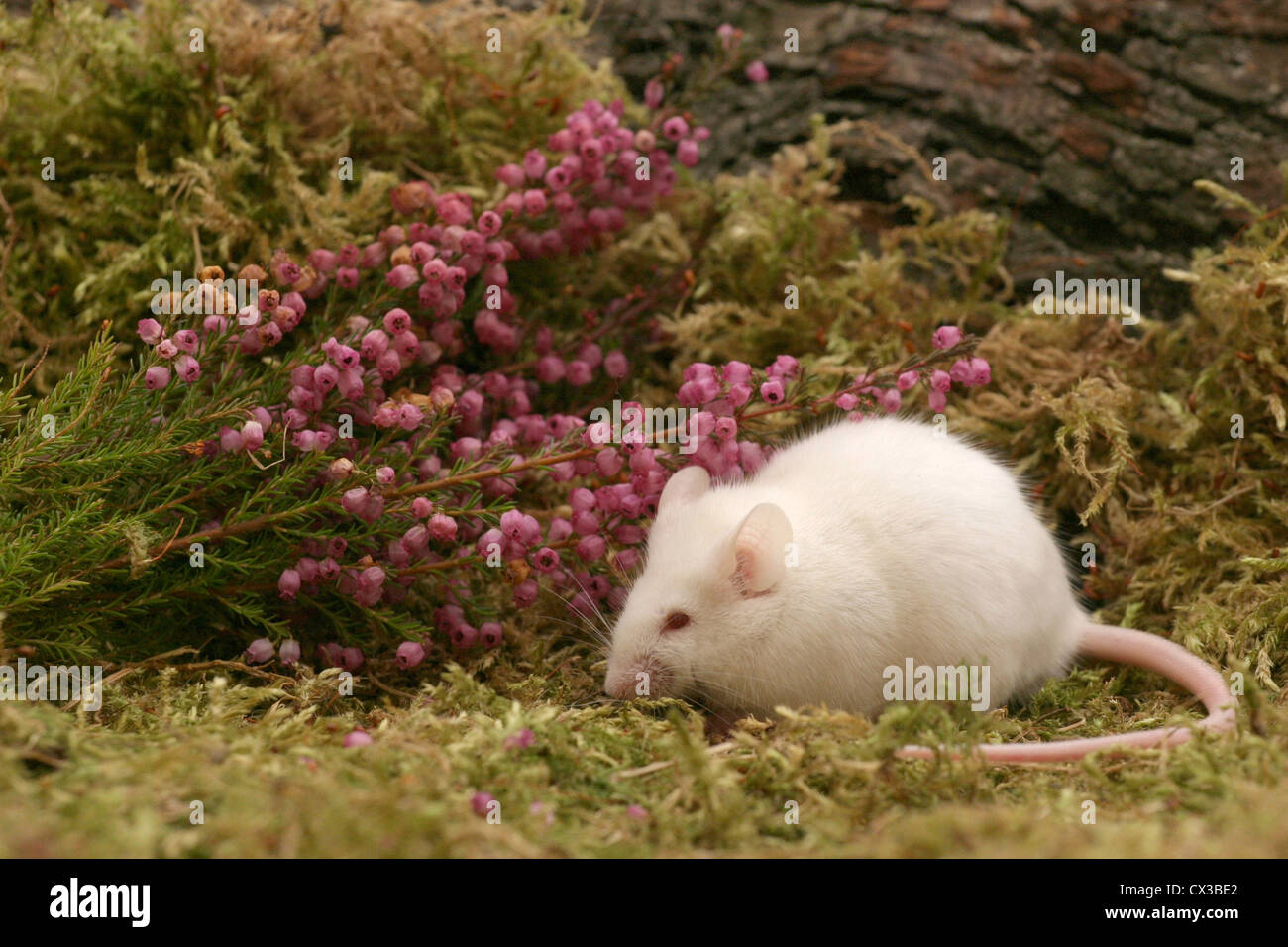 White mouse lateral view hi-res stock photography and images - Alamy