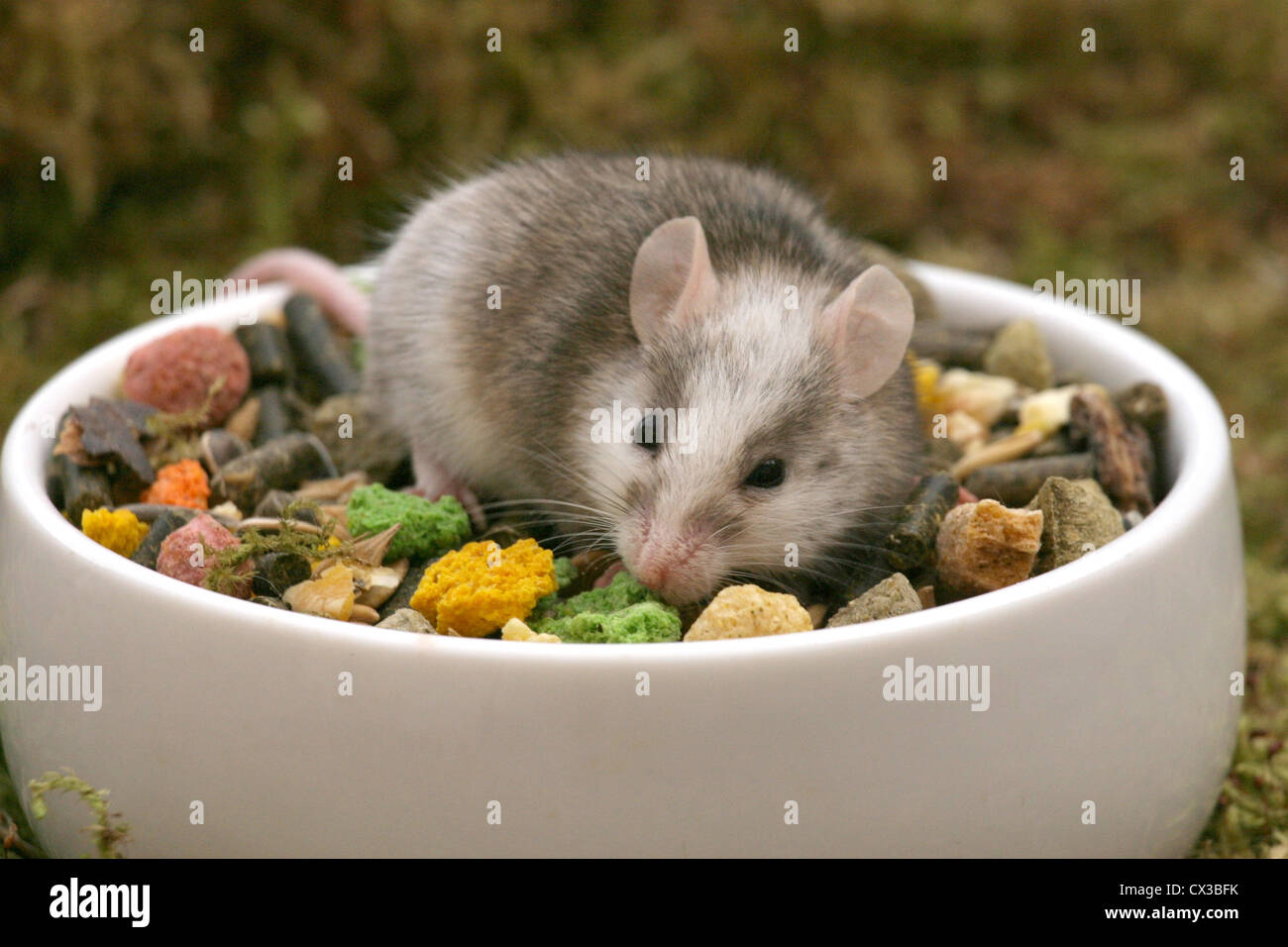 Multimammate mouse hi-res stock photography and images - Alamy