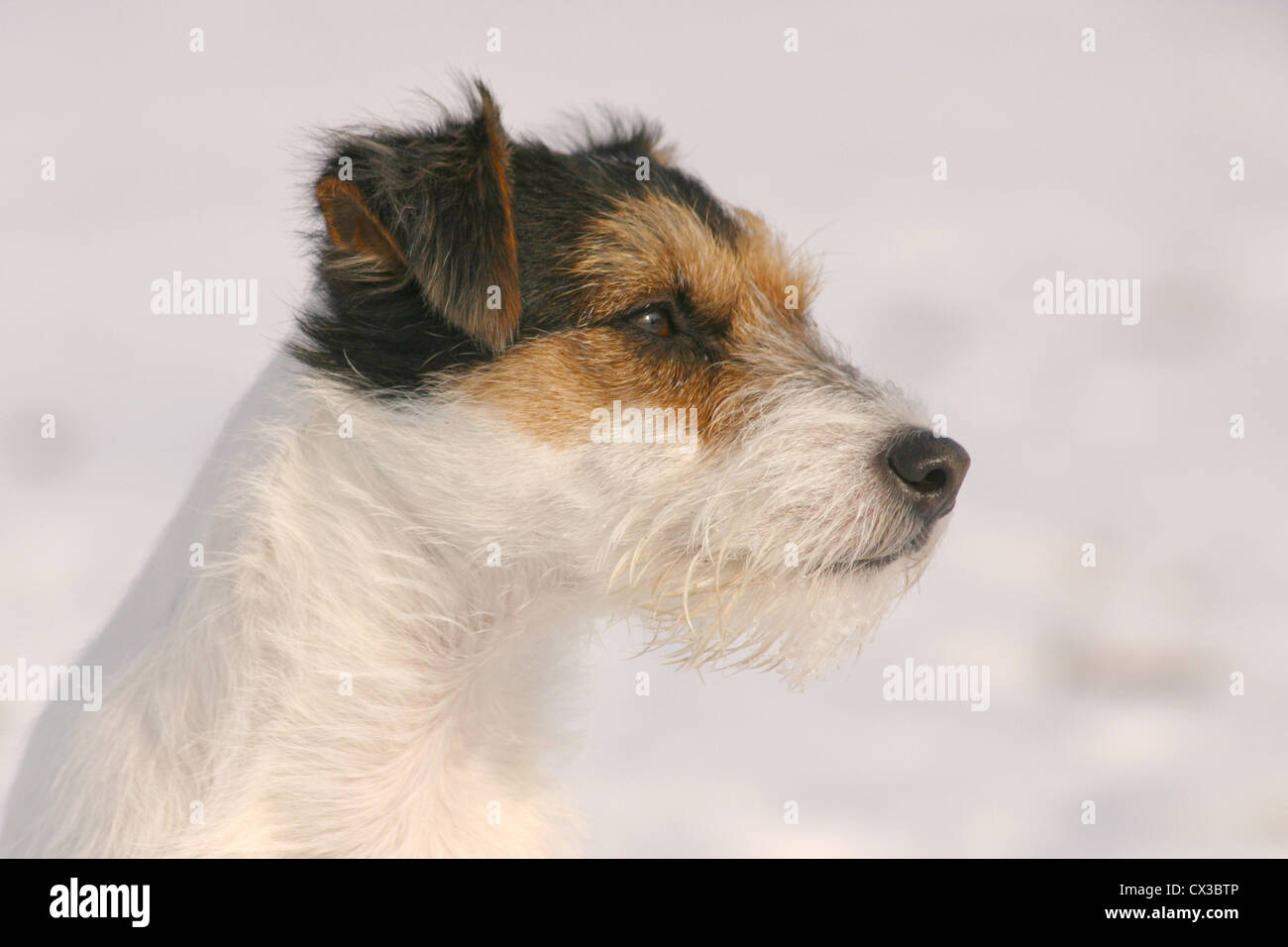 Parson Russell Terrier Stock Photo - Alamy