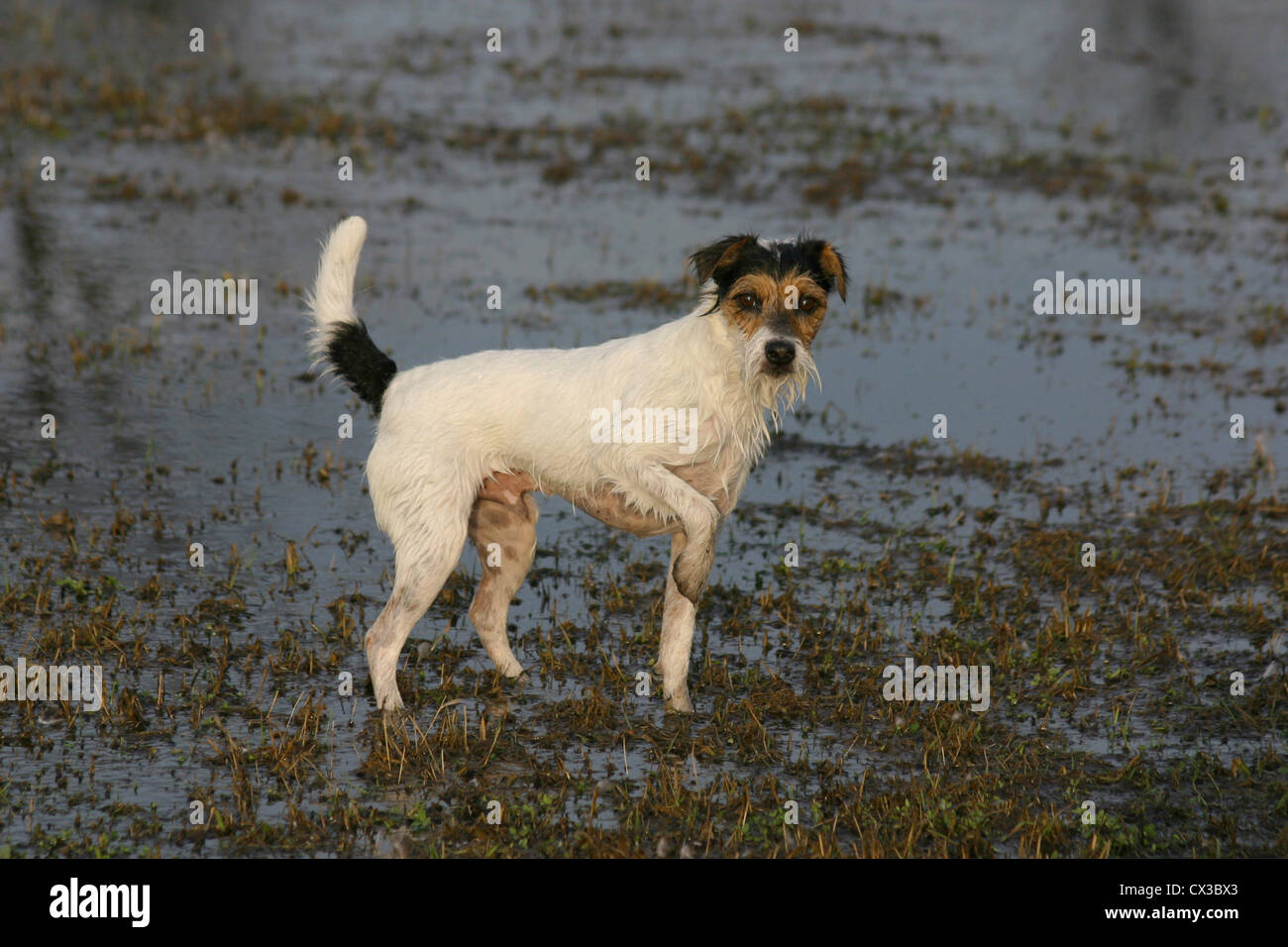 Parson Russell Terrier Stock Photo - Alamy