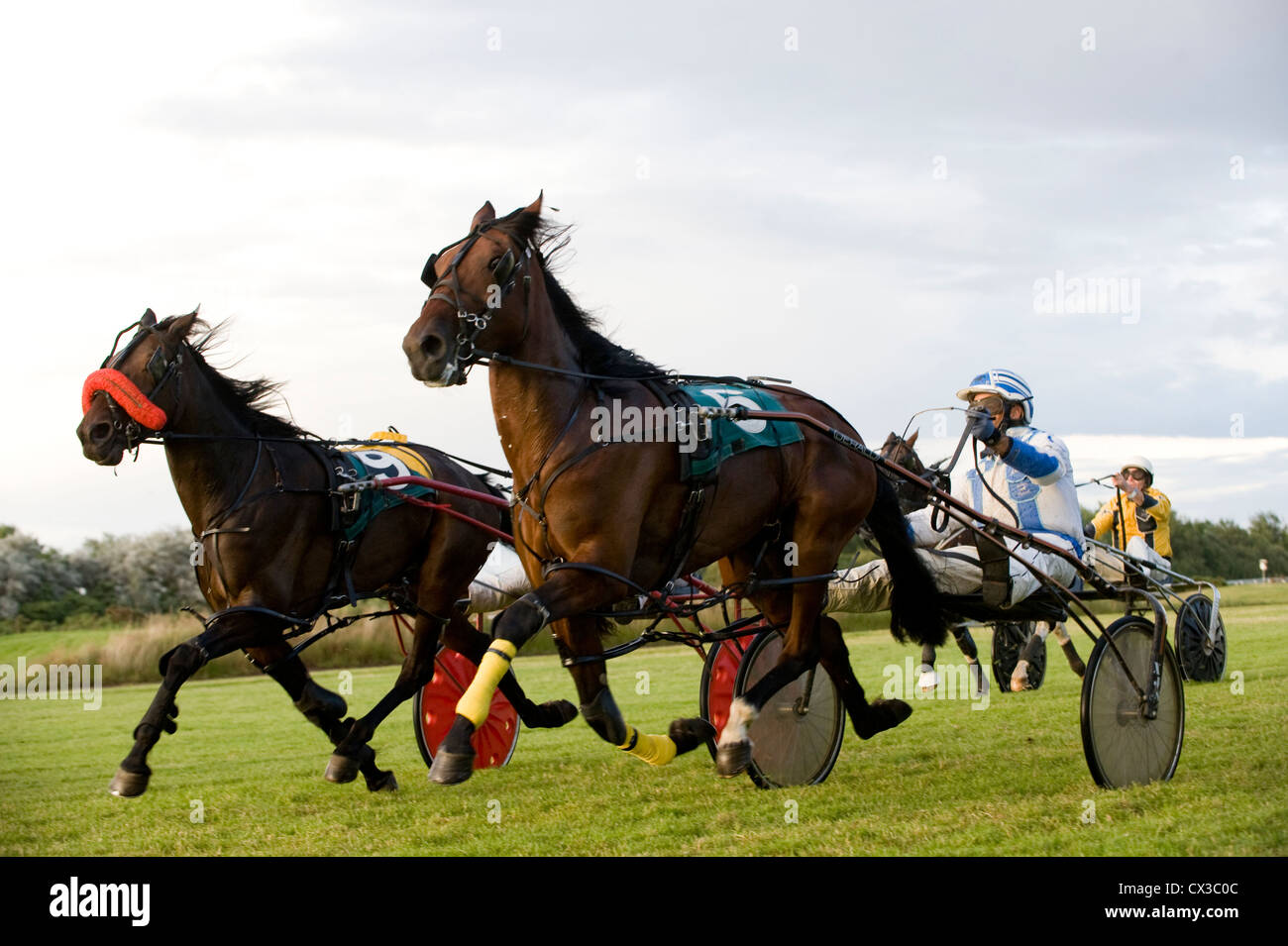 Harness Racing at Musselburgh Racecourse. Scotland Stock Photo - Alamy