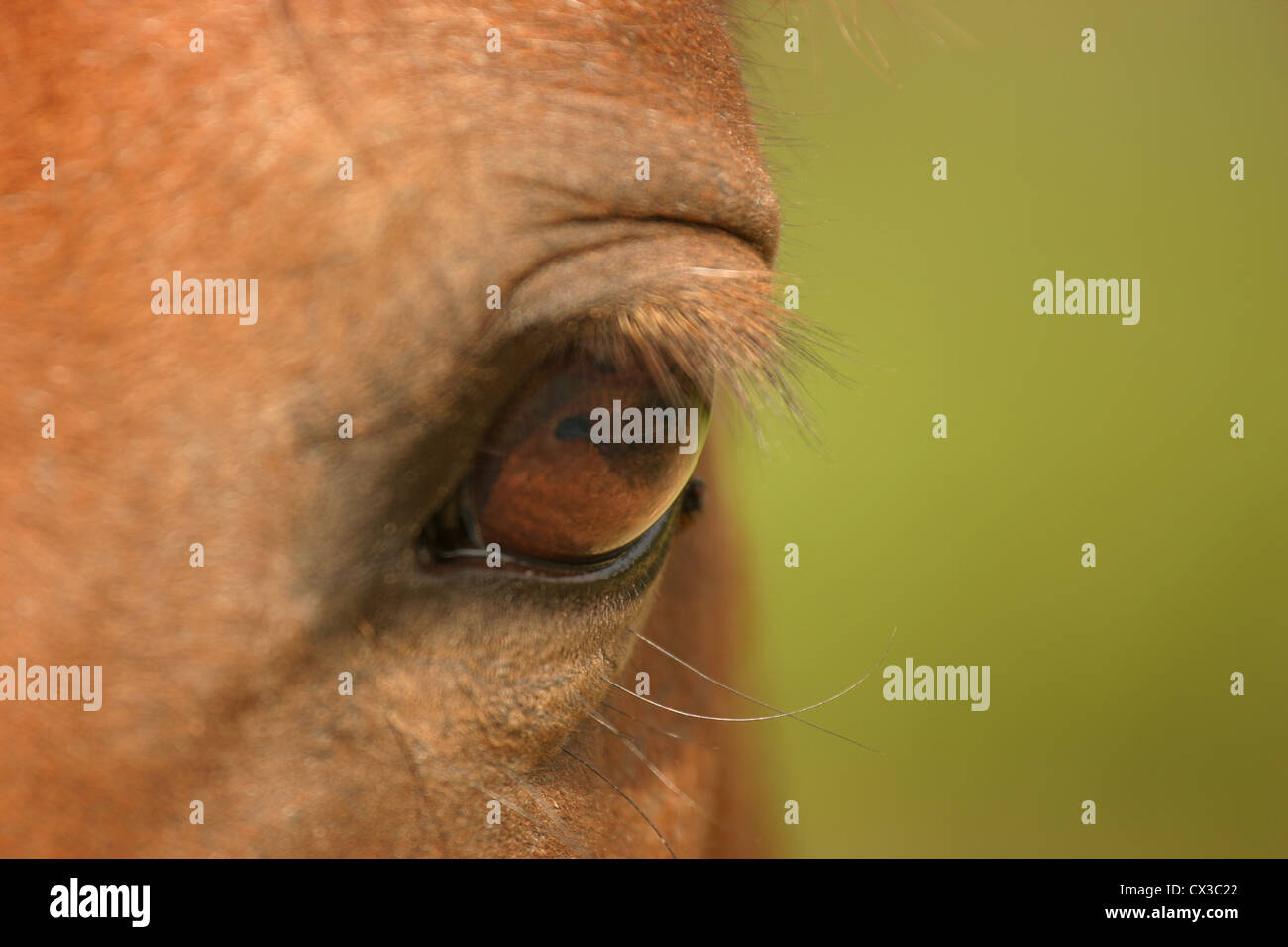 Warmblood and pony hi-res stock photography and images - Alamy