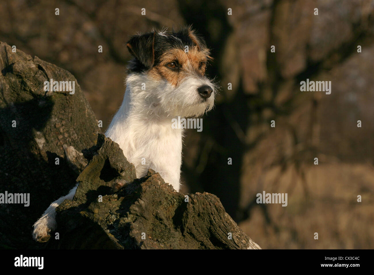 Parson Russell Terrier Stock Photo - Alamy
