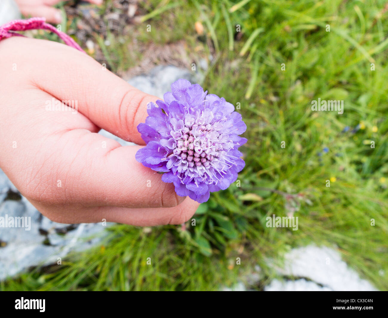 Purple Alpine Flower High Resolution Stock Photography and Images - Alamy