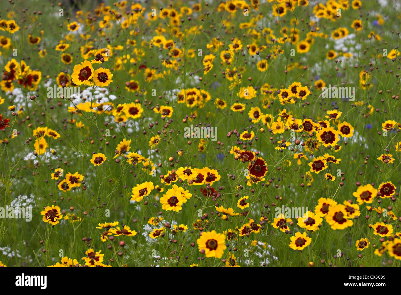 Calliopsis hi-res stock photography and images - Alamy