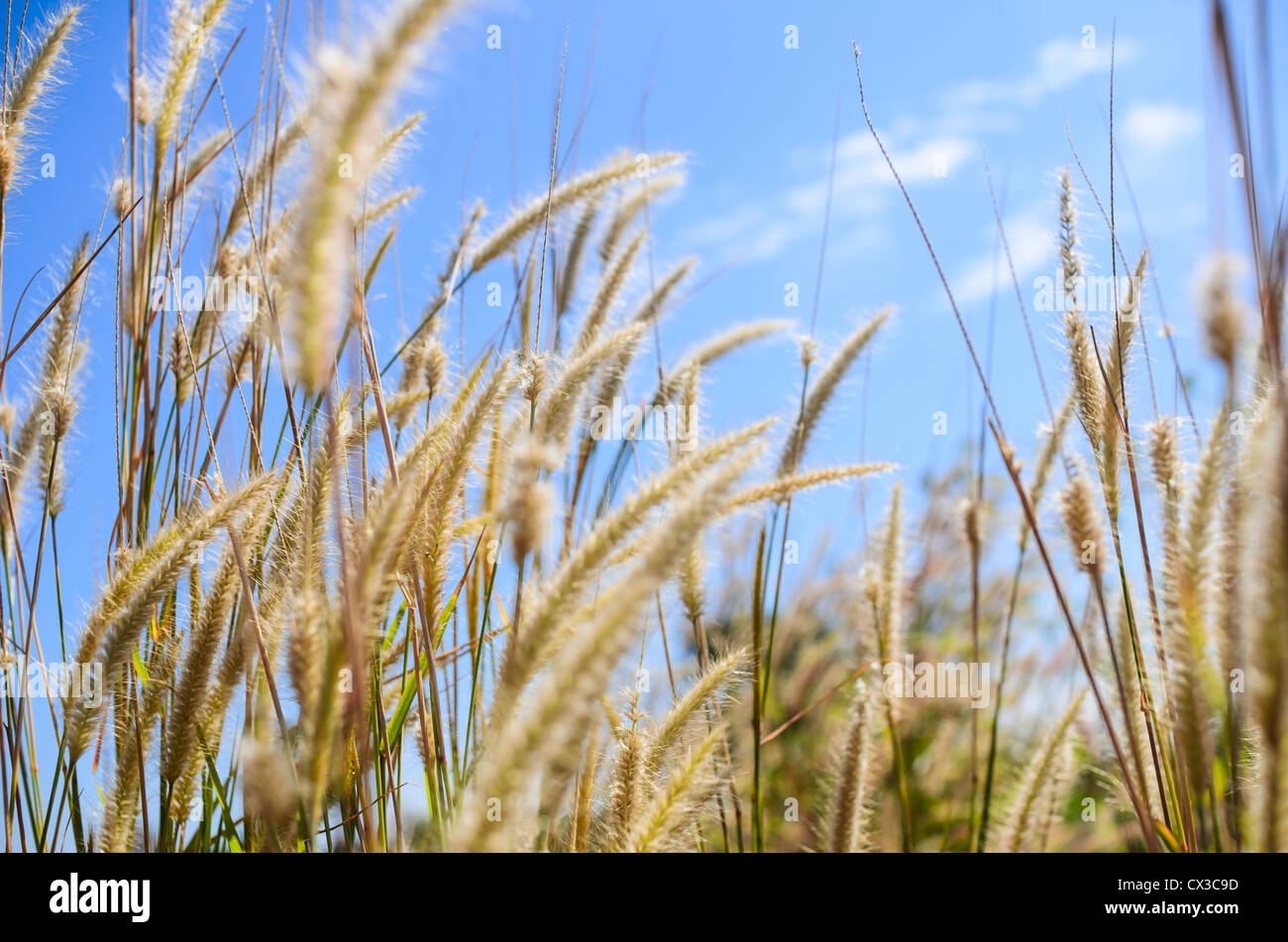 Flower foxtail weed in the green nature Stock Photo - Alamy