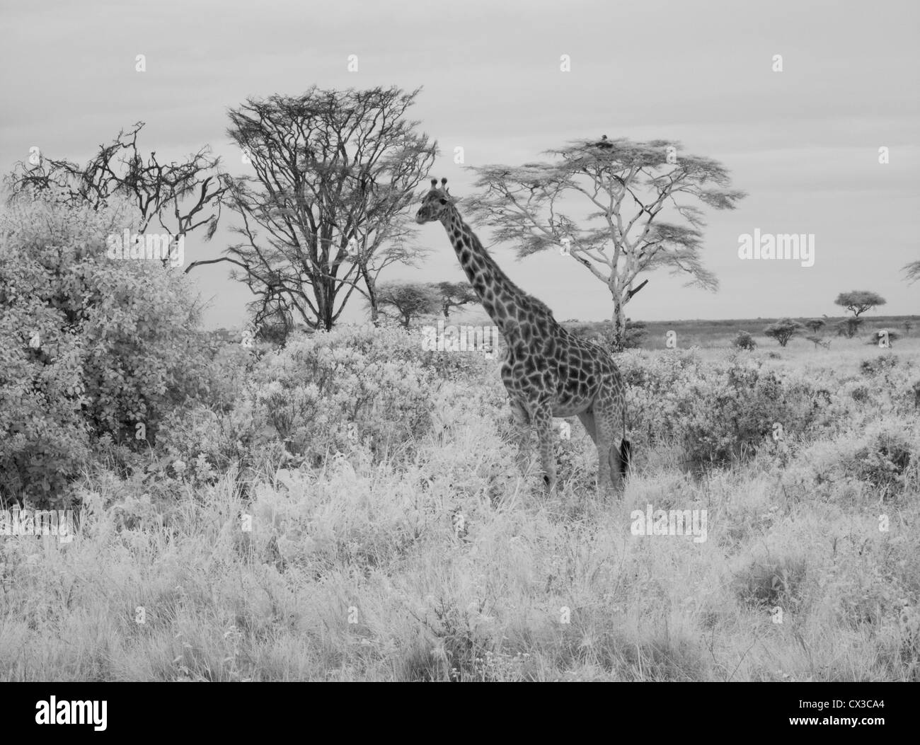 Serengeti National Park Tanzania Africa Infrared B&W giraffe in tree in ...