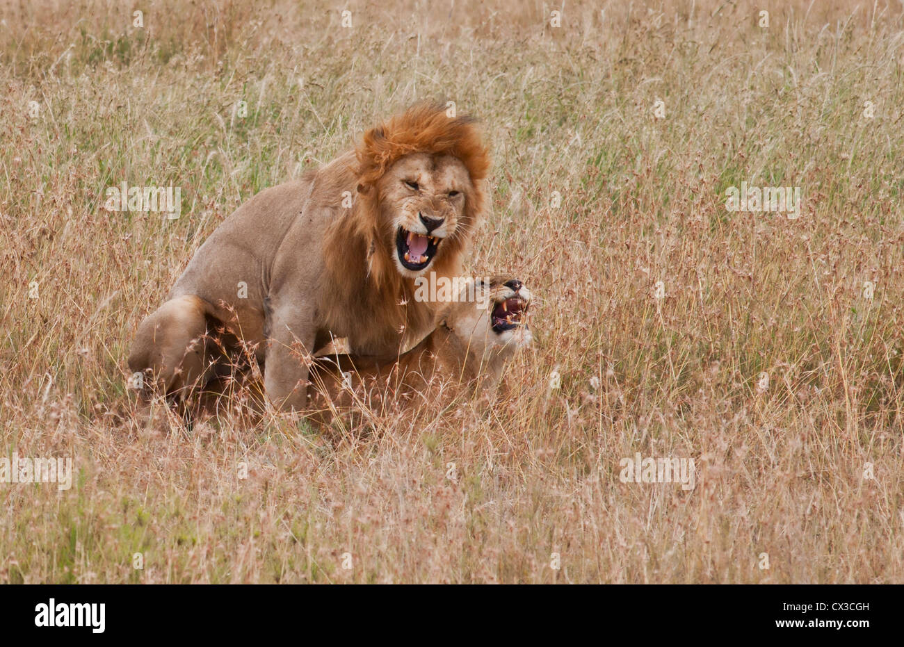 Tanzania Serengeti Africa male and female lion mating in tall grass at ...