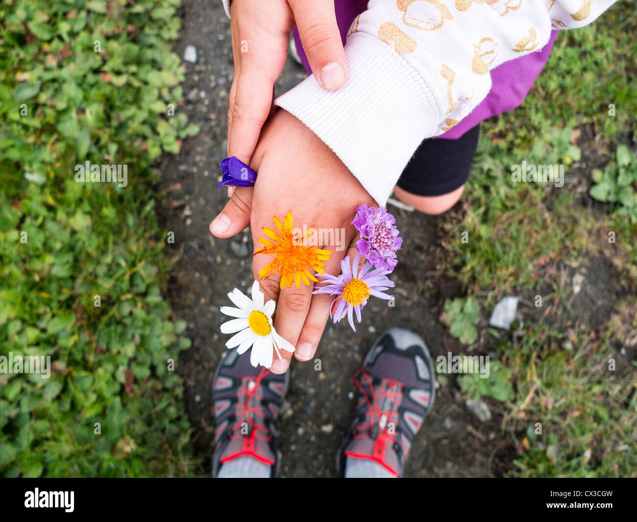 hand grasps alpine flower Stock Photo - Alamy