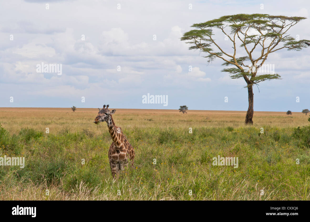 Tanzania Serengeti Africa giraffe trees grass at Serengeti National ...