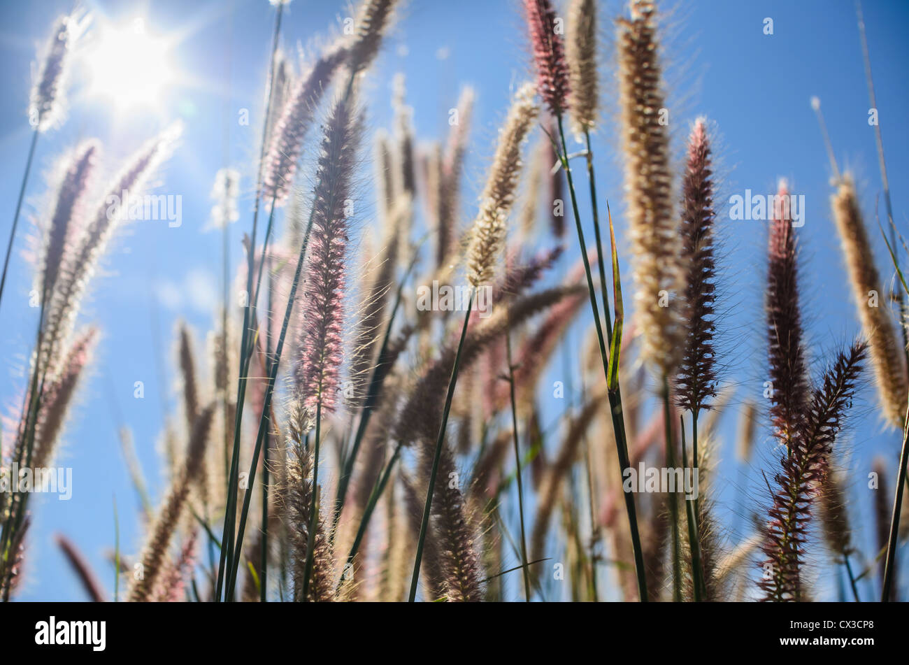 Flower foxtail weed in the green nature Stock Photo - Alamy