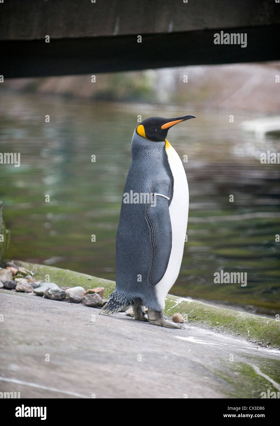 Penguin edinburgh zoo hi-res stock photography and images - Alamy
