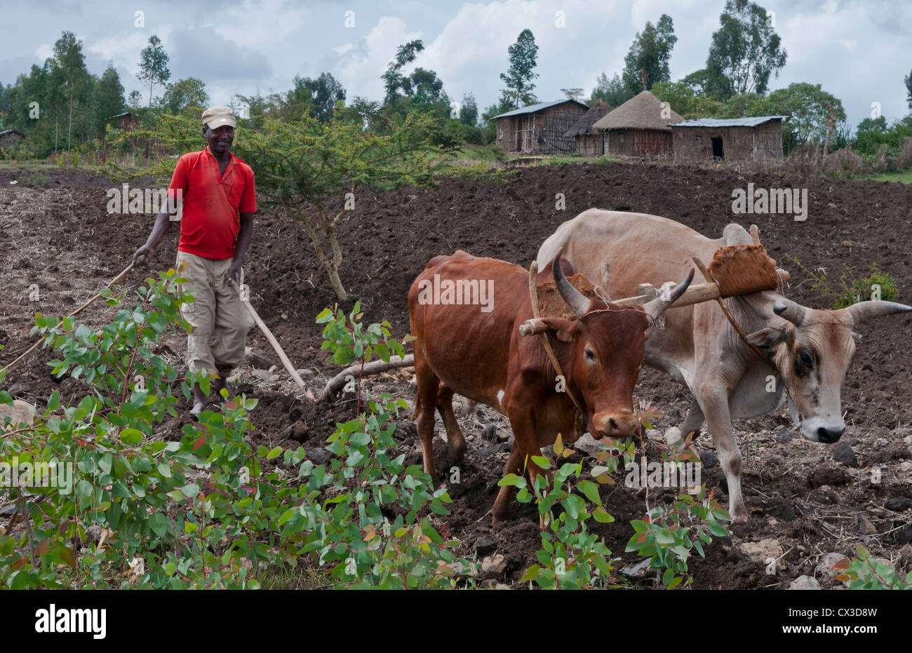 Melka Country Ethiopia Africa Oromo Tribe man working plowing fields in ...