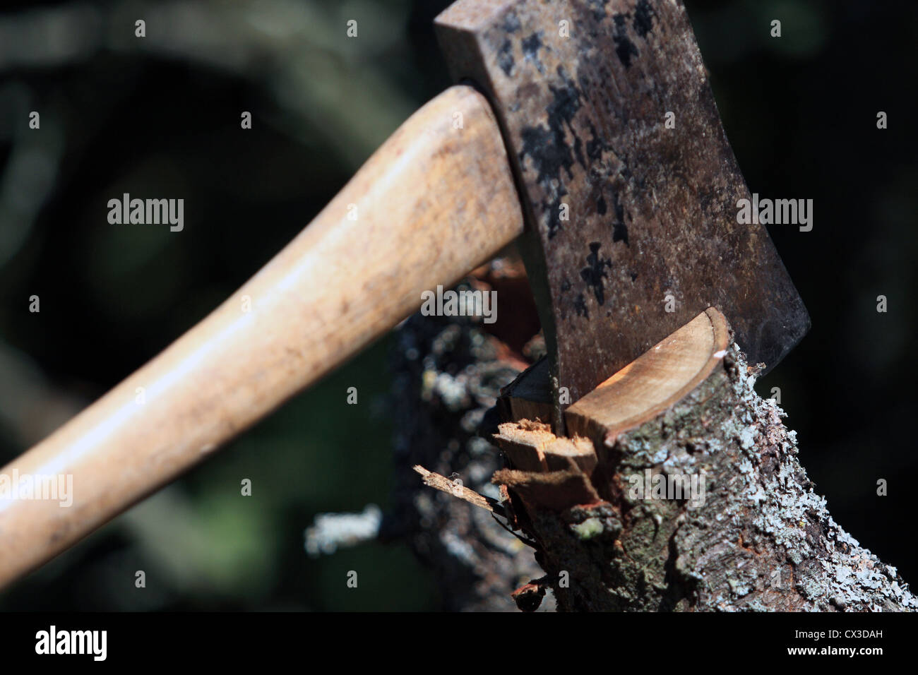 an axe with is head buried in the cut surface of a tree trunk Stock ...
