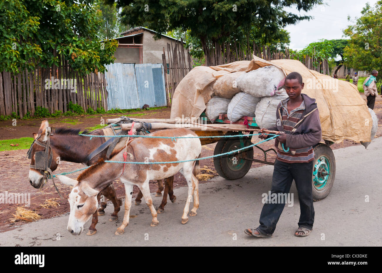 Shashemene Ethiopia Africa Oromo tribe farming members bringing farm ...