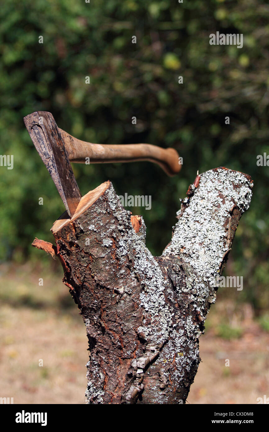 Chopped Down Tree Trunk High Resolution Stock Photography and Images ...