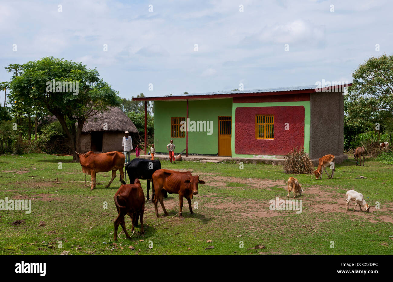 Shashemene Ethiopia Africa Alaba tribe home with animals and yard for ...