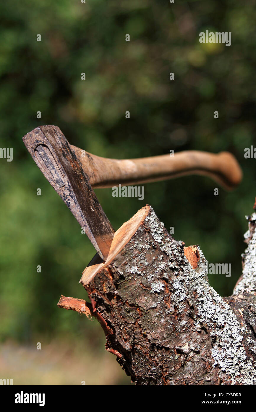 an axe with is head buried in the cut surface of a tree trunk Stock ...