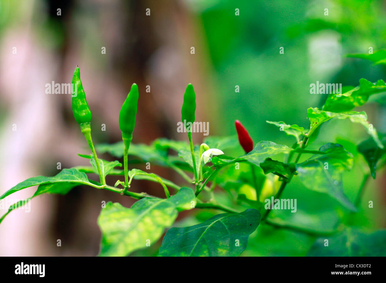 Chili pepper fruit Stock Photo - Alamy