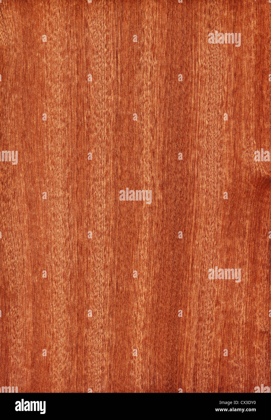 Sapele tree hi-res stock photography and images - Alamy