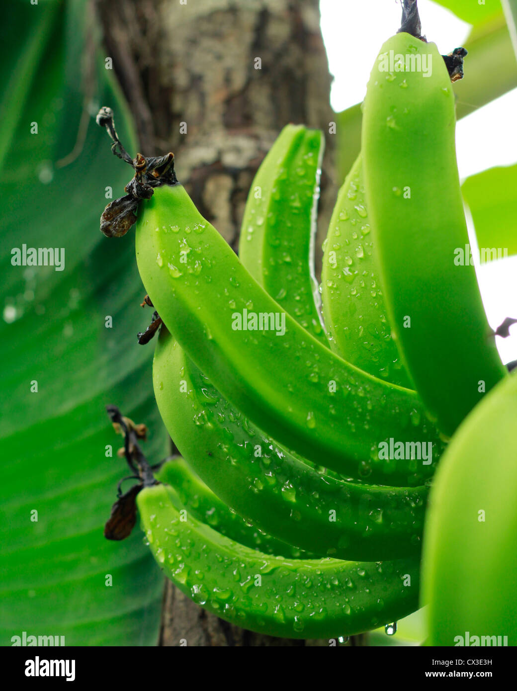 Banana rain hi-res stock photography and images - Alamy