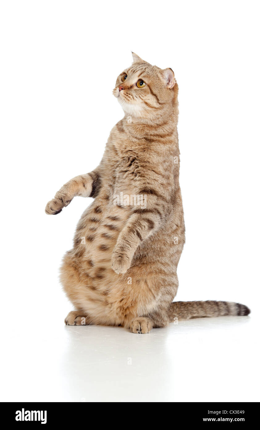 Pregnant cat with nice belly sitting isolated on white Stock Photo - Alamy