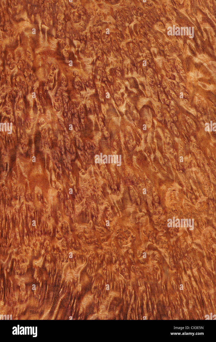 Texture of vavona (high-detailed wood texture series Stock Photo - Alamy
