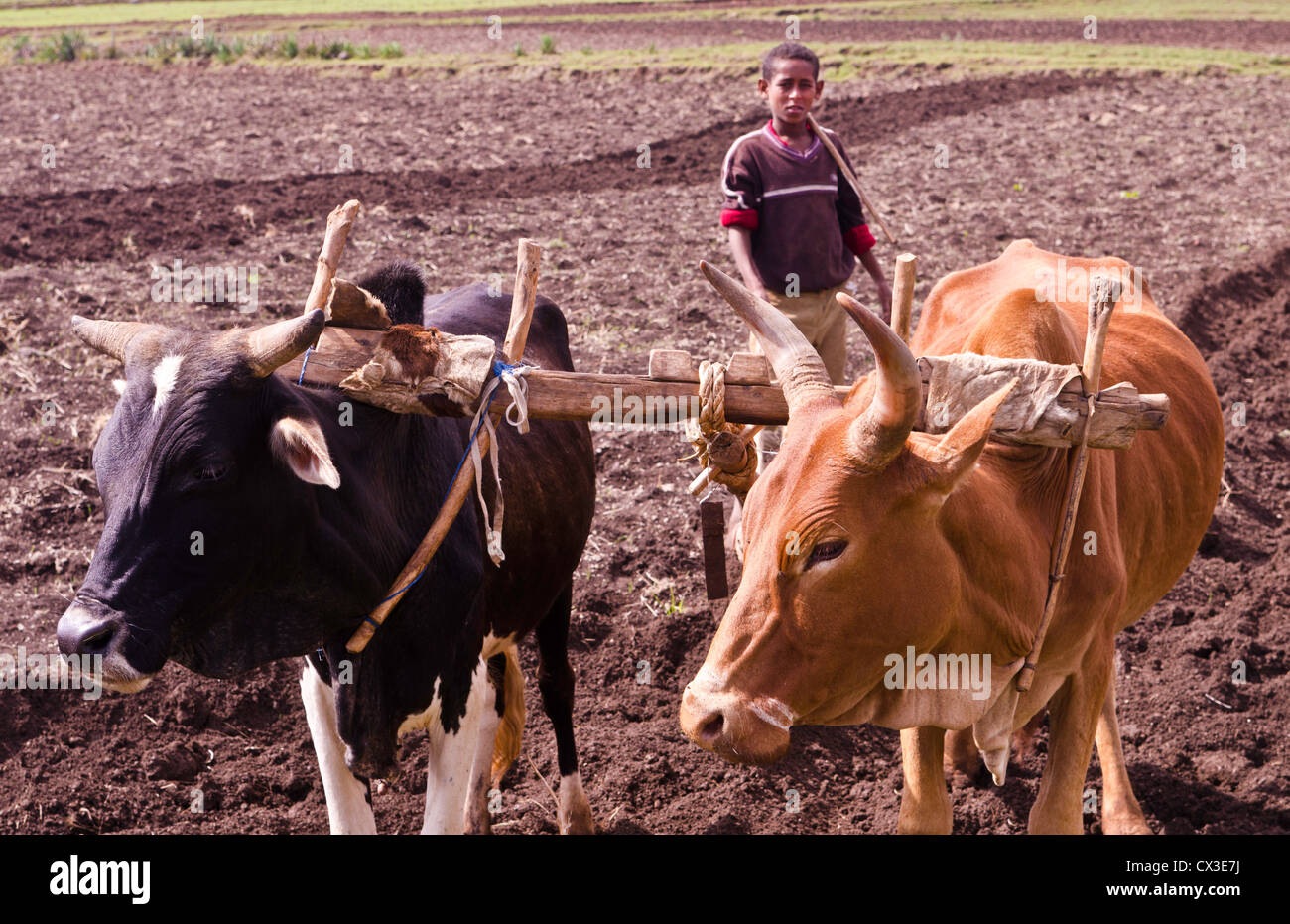 Oxen plow africa hi-res stock photography and images - Alamy