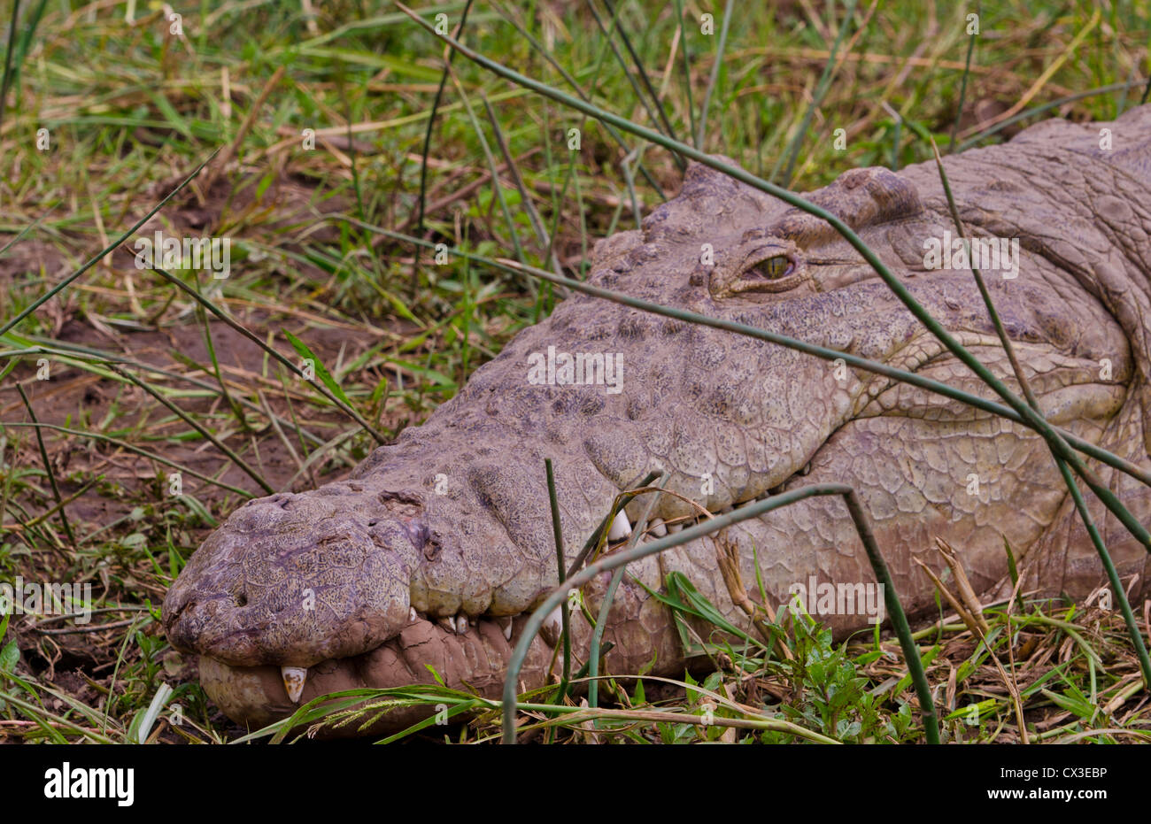 Arba Minch Lake Chamo Ethiopia Africa crocodiles in Crocidile Market in ...