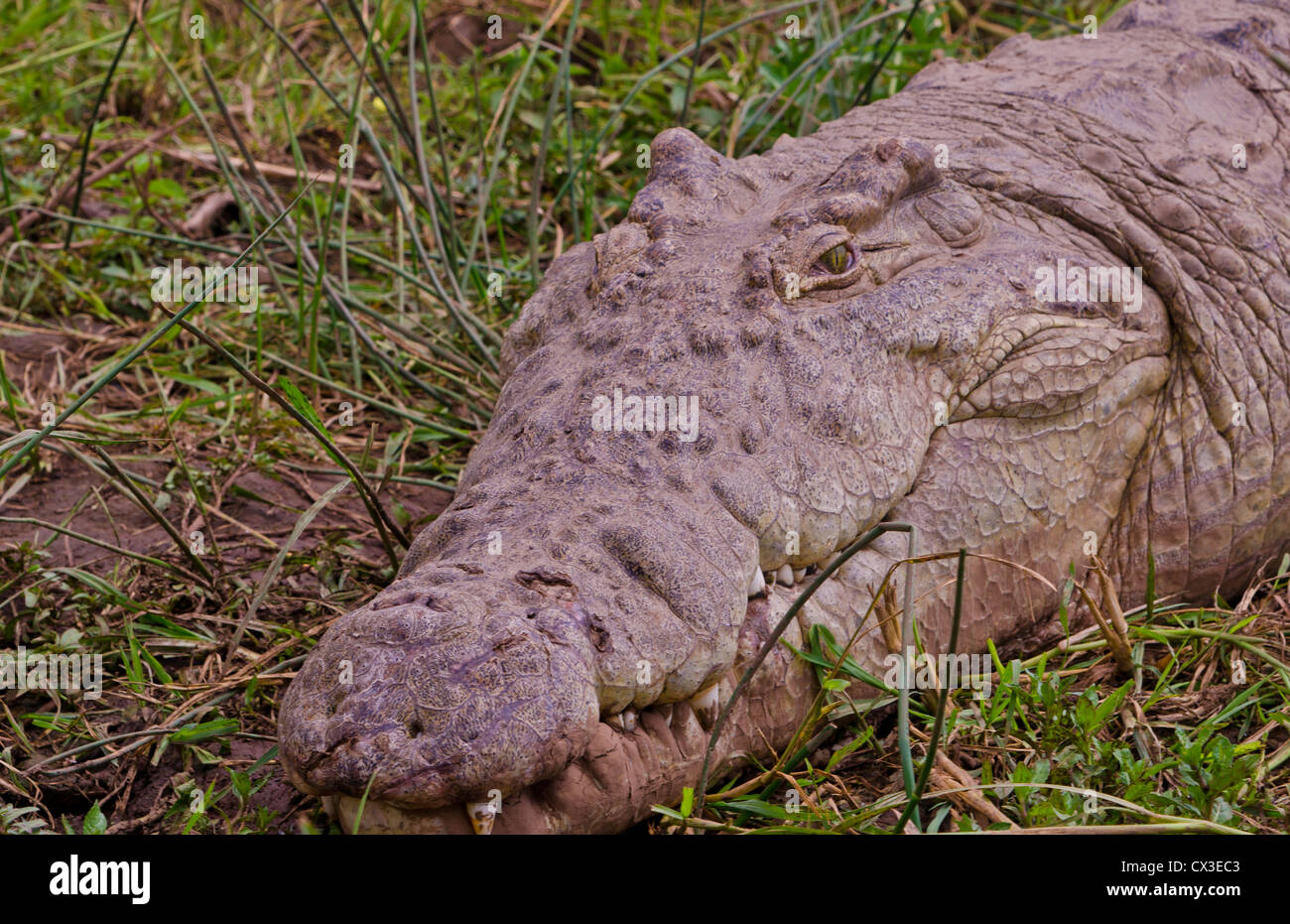 Crocidile hi-res stock photography and images - Alamy