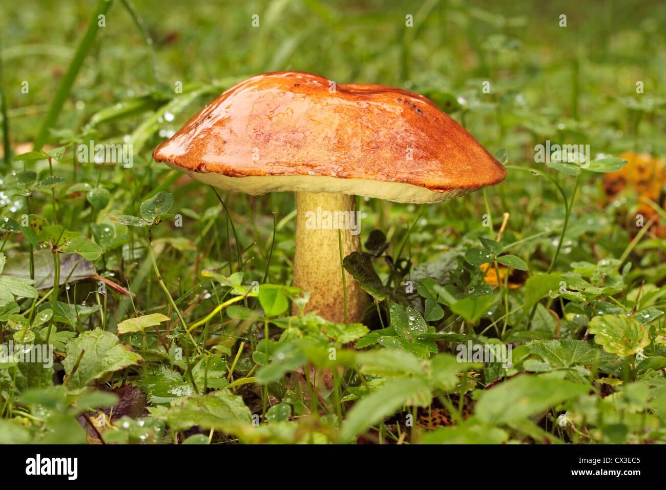Beautiful cep boletus fungi hi-res stock photography and images - Alamy