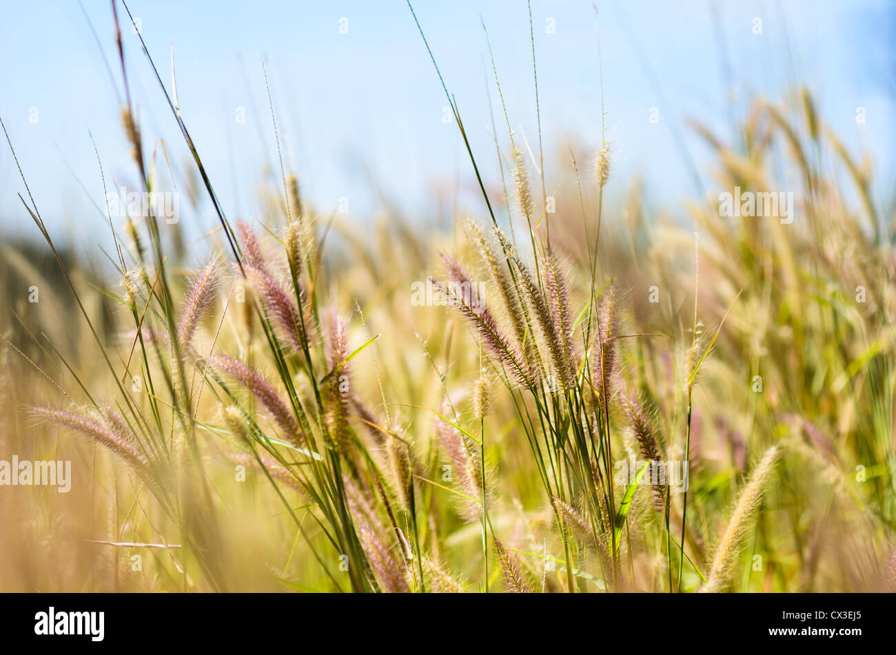 Flower foxtail weed in the green nature Stock Photo - Alamy