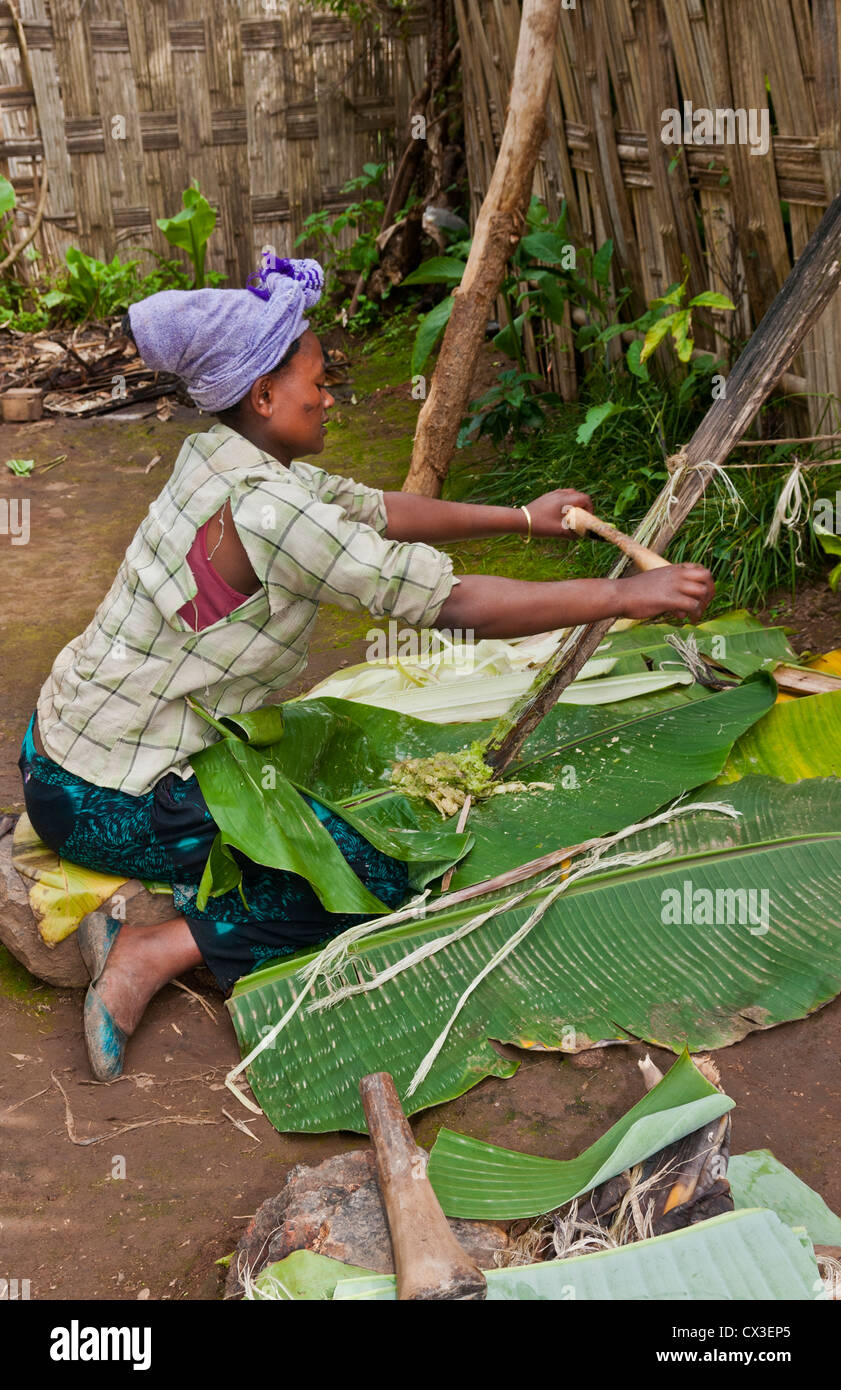 Arba Minch Chencha Ethiopia Africa Dorze tribe village woman scraping ...