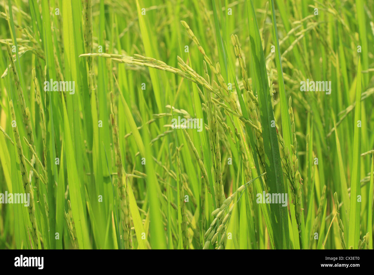 Rice field in Thailand Stock Photo - Alamy