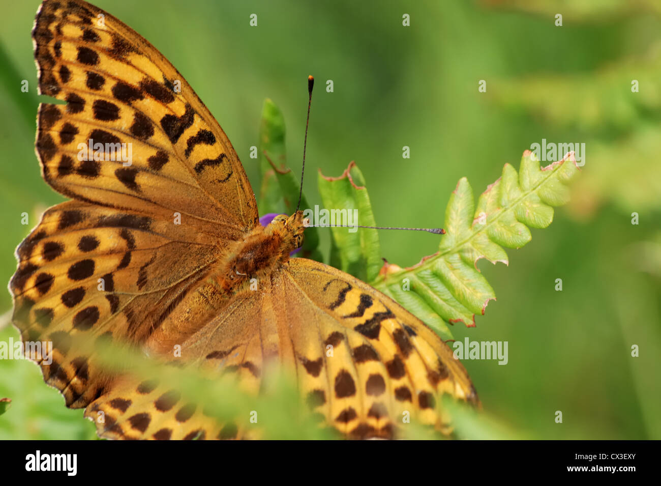 Silver-washed fritillary (Argynnis paphia Stock Photo - Alamy