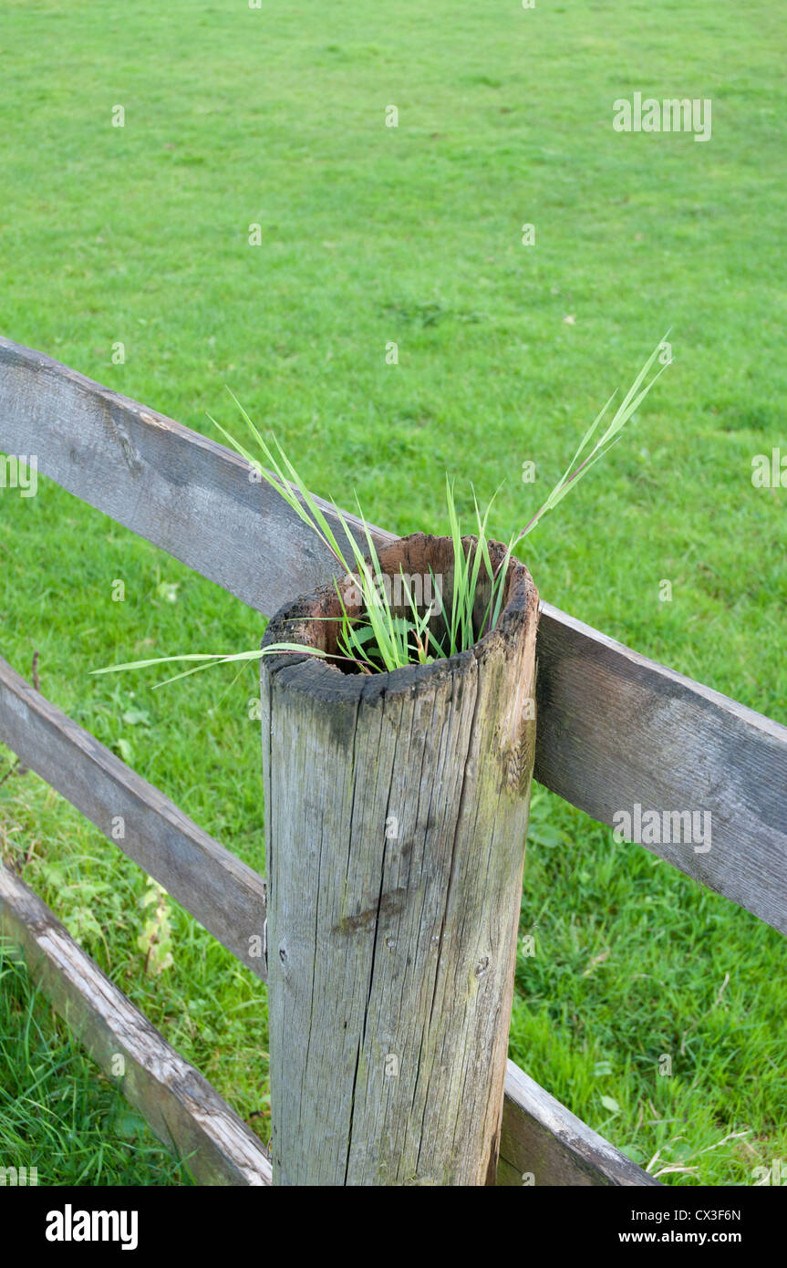 grass growing from top of old fence post, green field background, sunny ...