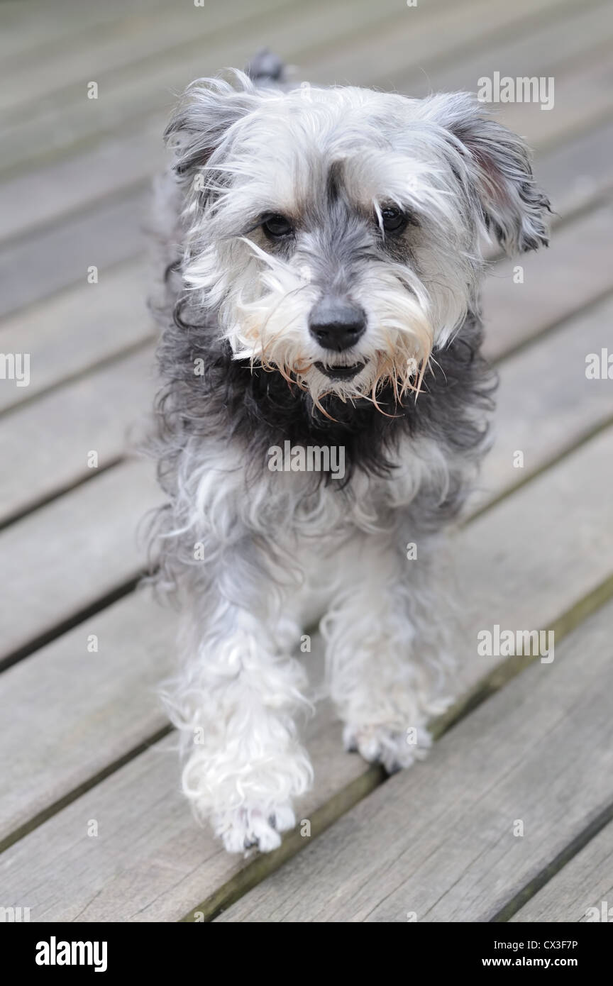 Miniature Schnauzer dog standing on wooden ground Stock Photo - Alamy