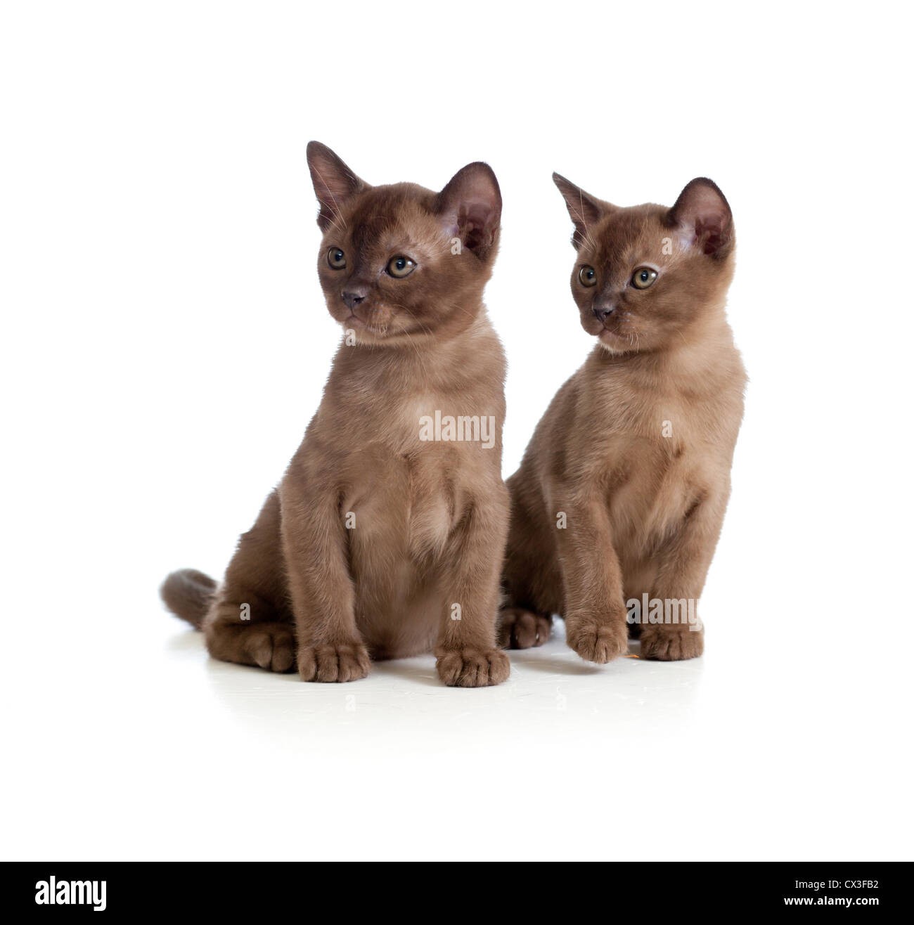 Burmese cats sitting on white Stock Photo - Alamy