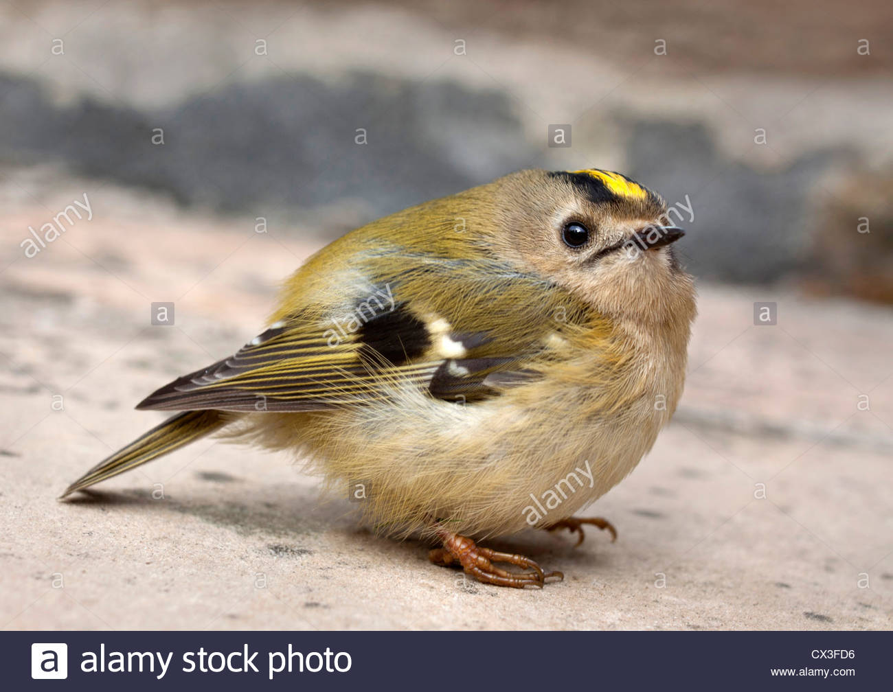 Gold Crest Birds Stock Photos & Gold Crest Birds Stock Images - Alamy