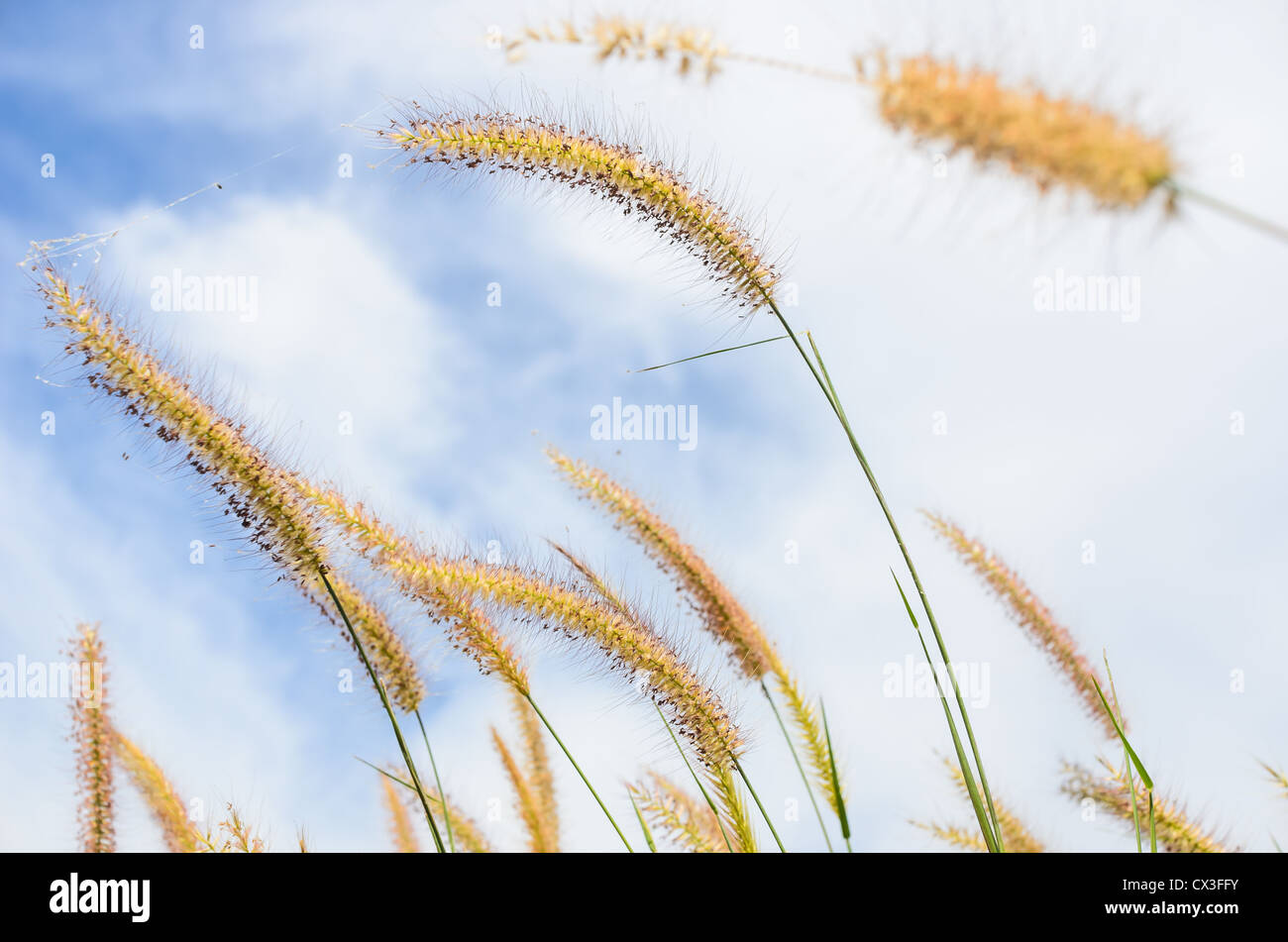 Flower foxtail weed in the green nature Stock Photo - Alamy