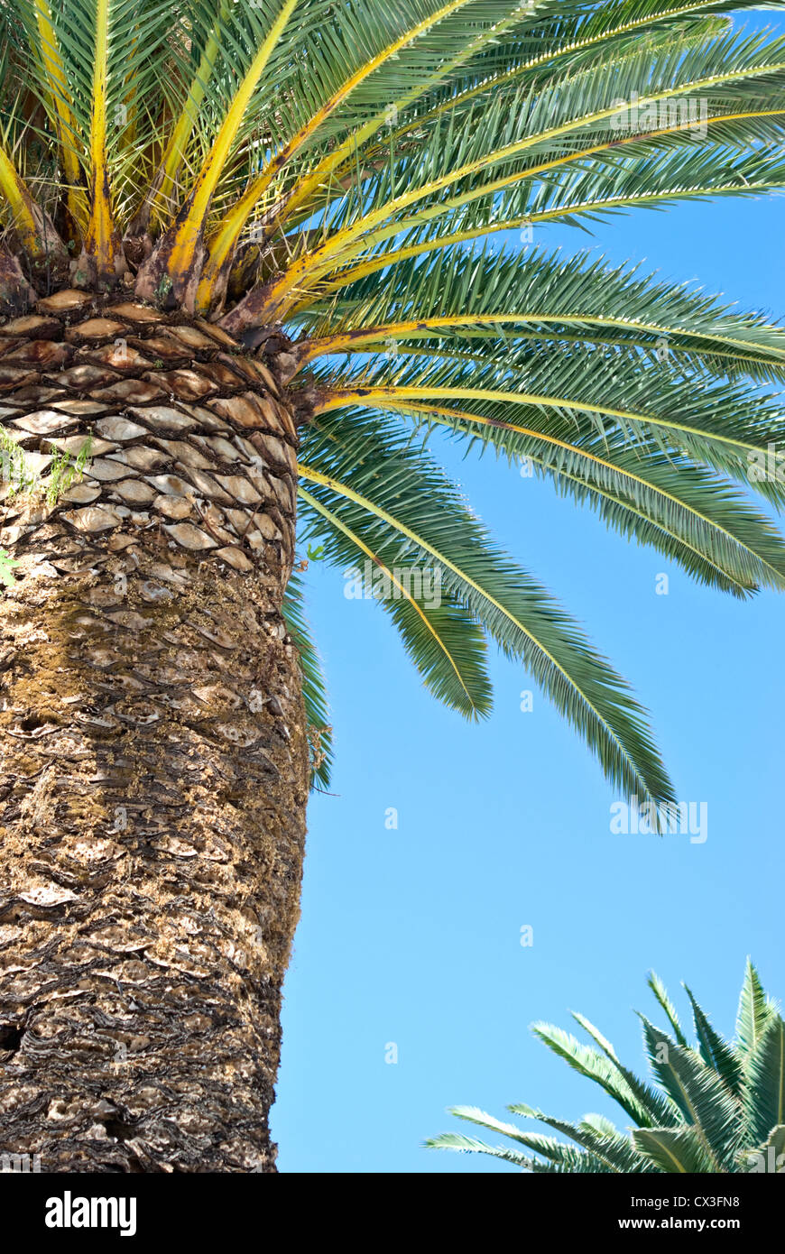 High palm tree against blue sky Stock Photo - Alamy