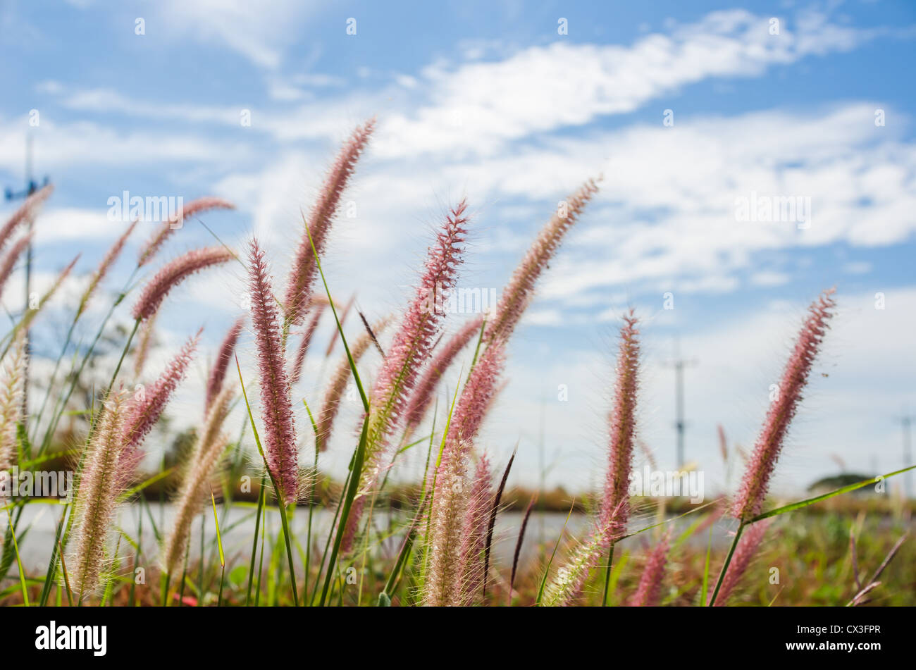 Flower foxtail weed in the green nature Stock Photo - Alamy
