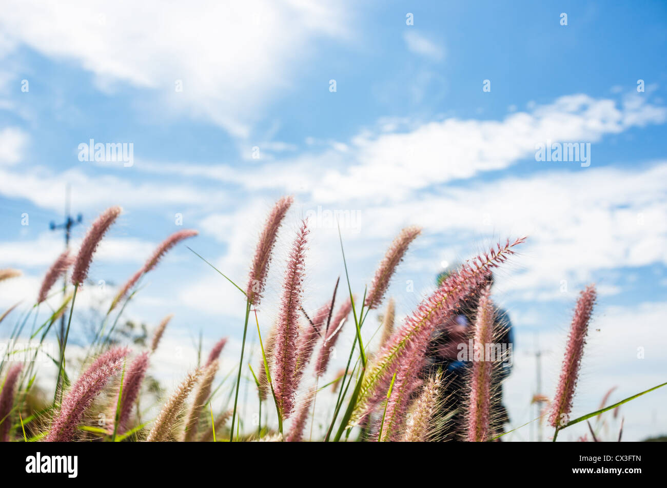 Flower foxtail weed in the green nature Stock Photo - Alamy