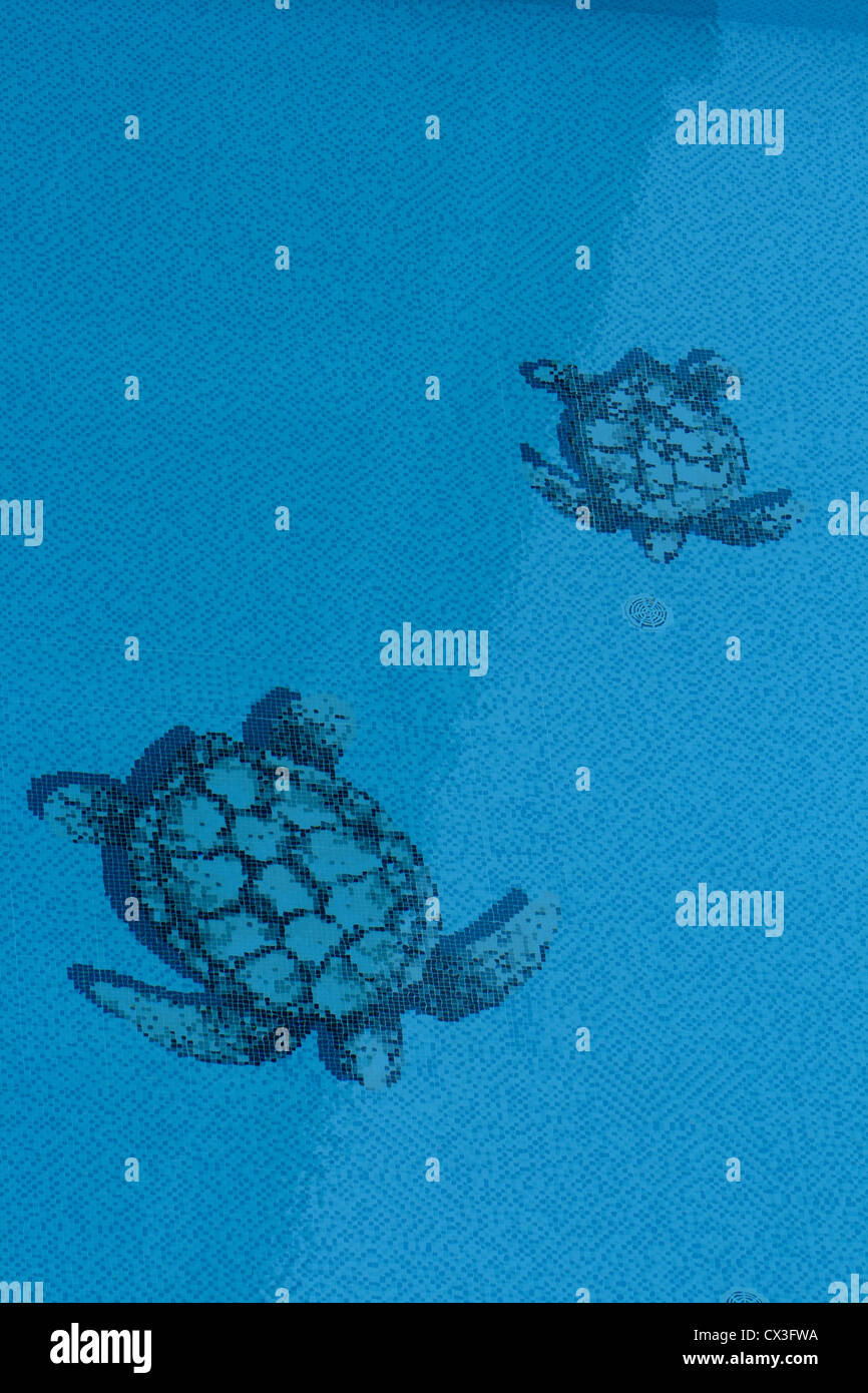 Tile turtle texture in pool hi-res stock photography and images - Alamy